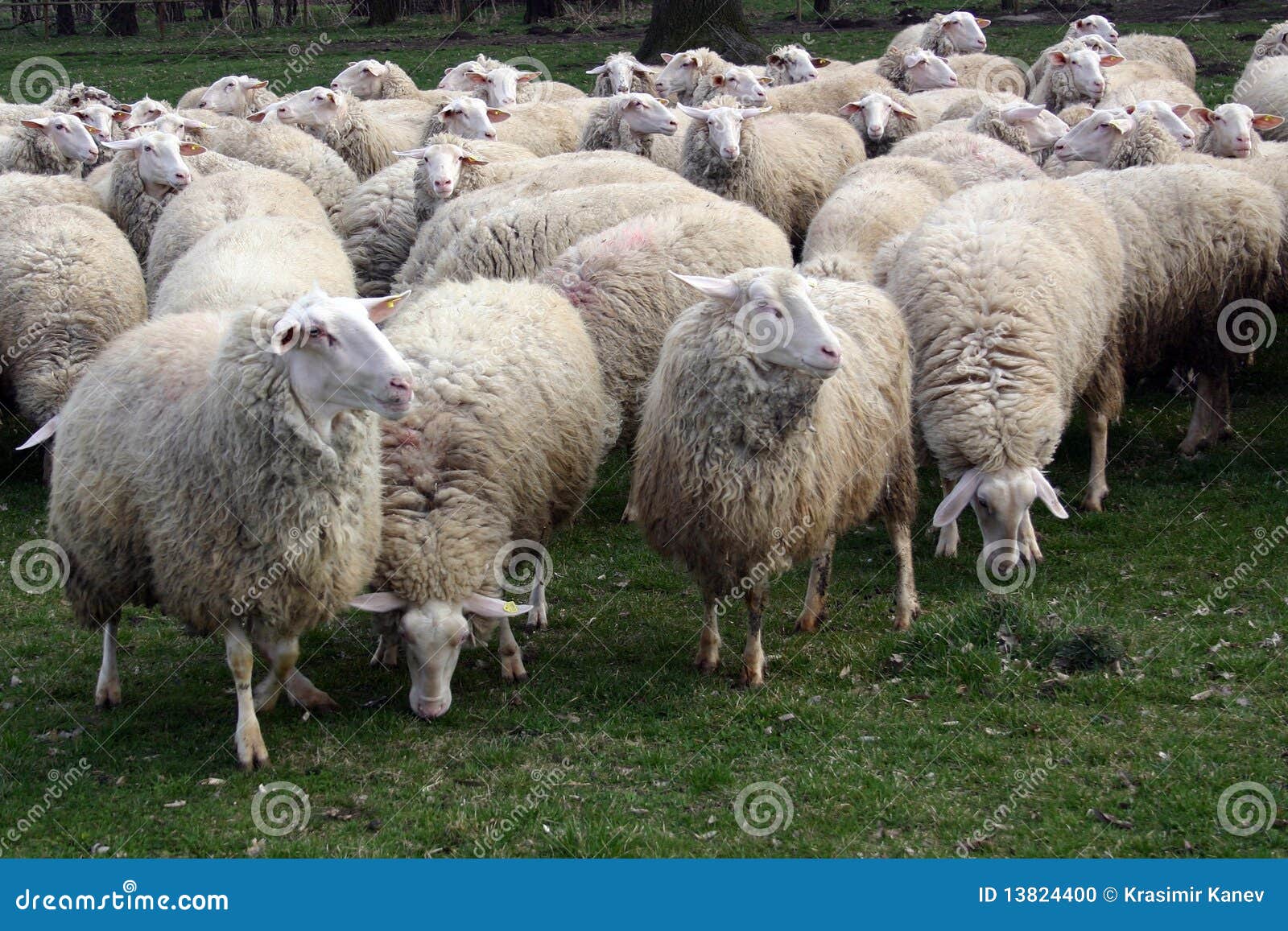 Flock of sheep stock photo. Image of curious, agriculture - 13824400