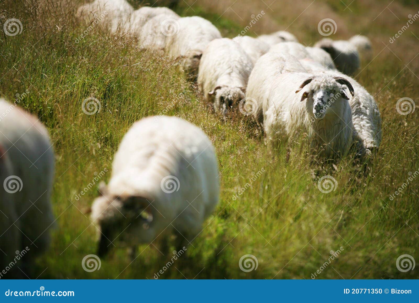 Flock of sheep stock photo. Image of nature, mammal, land - 20771350