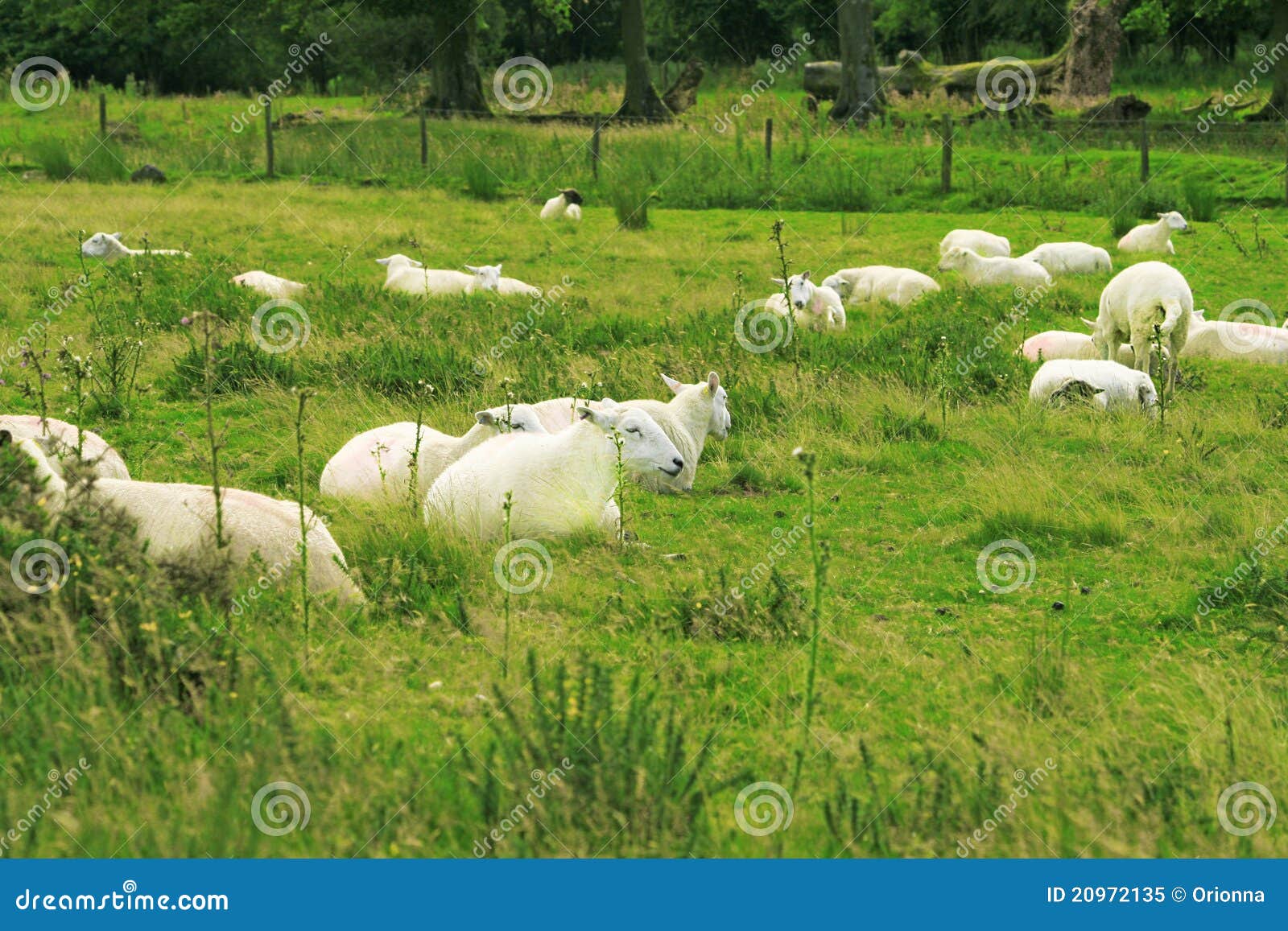 Flock of sheep stock image. Image of meadow, lamb, landscape - 20972135