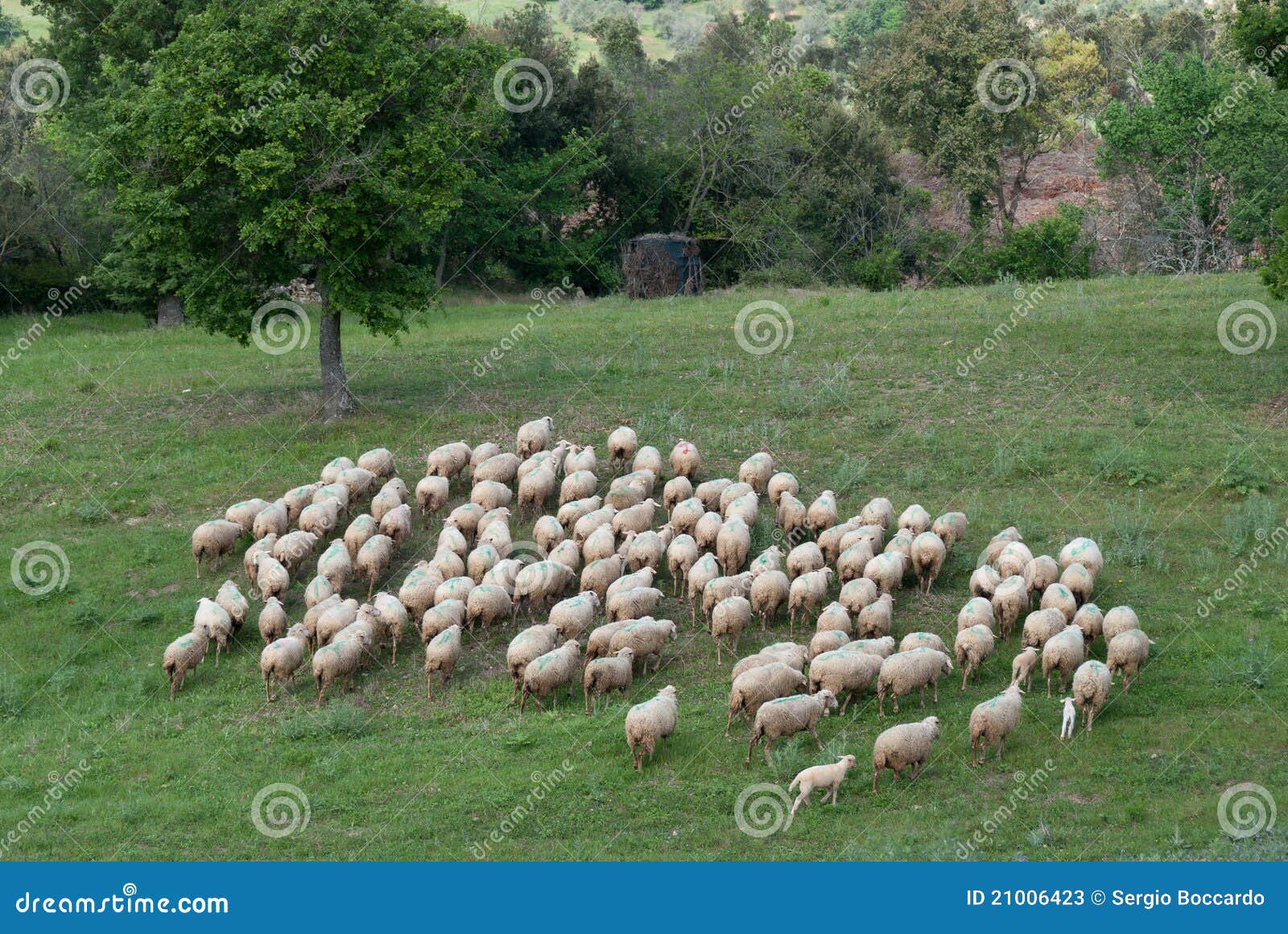 Flock of sheep stock image. Image of green, grosseto - 21006423