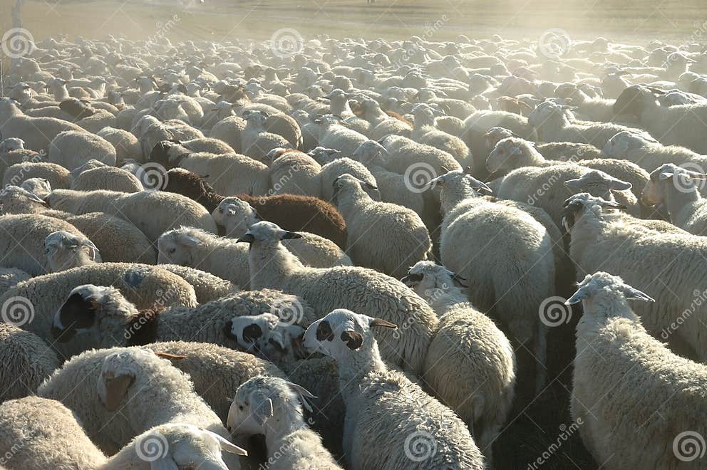 Flock of sheep stock image. Image of animal, flock, farm - 21398675