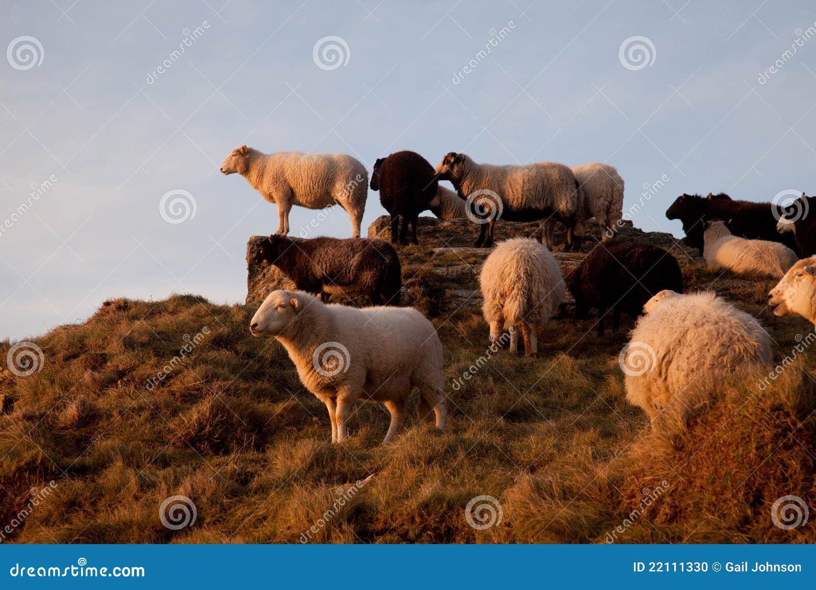 Flock of Sheep stock photo. Image of rspb, grazing, animal - 22111330