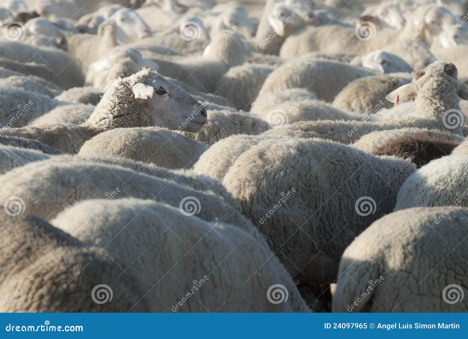 Flock of sheep. stock image. Image of lamb, meat, breeding - 24097965