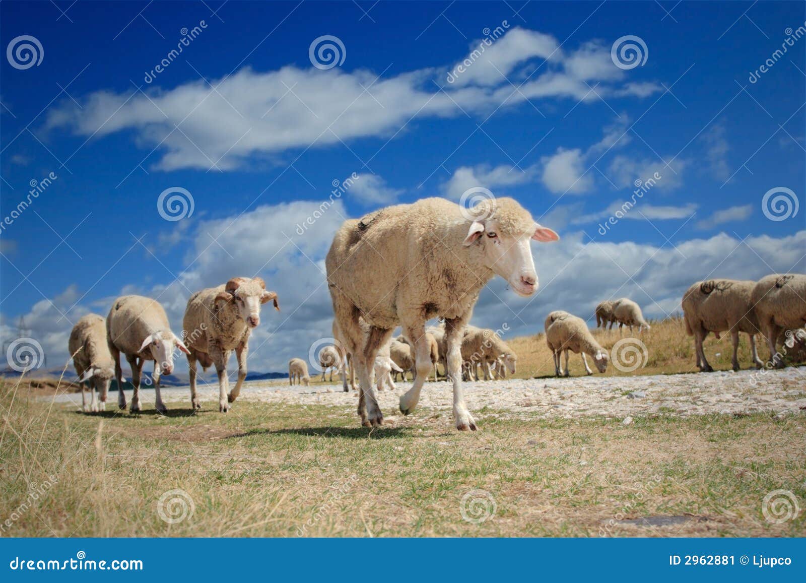 Flock of sheep stock image. Image of outside, grazing - 2962881