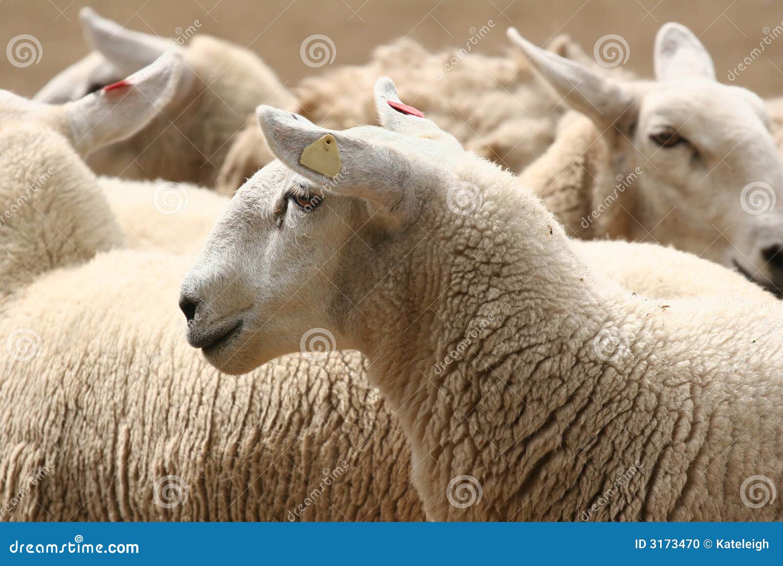 Flock of Sheep stock photo. Image of full, herd, sheep - 3173470