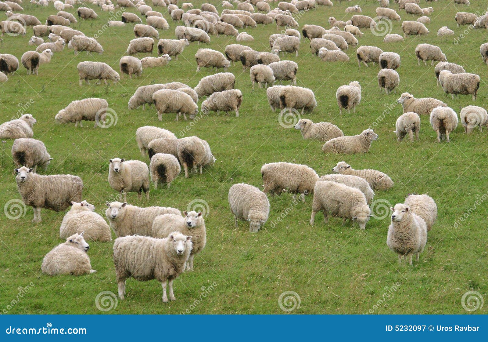 Flock of Sheep stock image. Image of domestic, farm, animals - 5232097