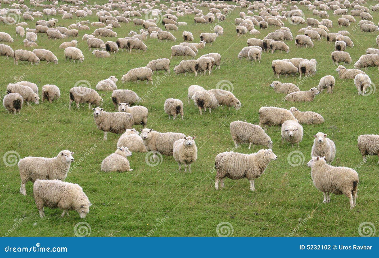 Flock of Sheep stock photo. Image of mammals, nature, green - 5232102