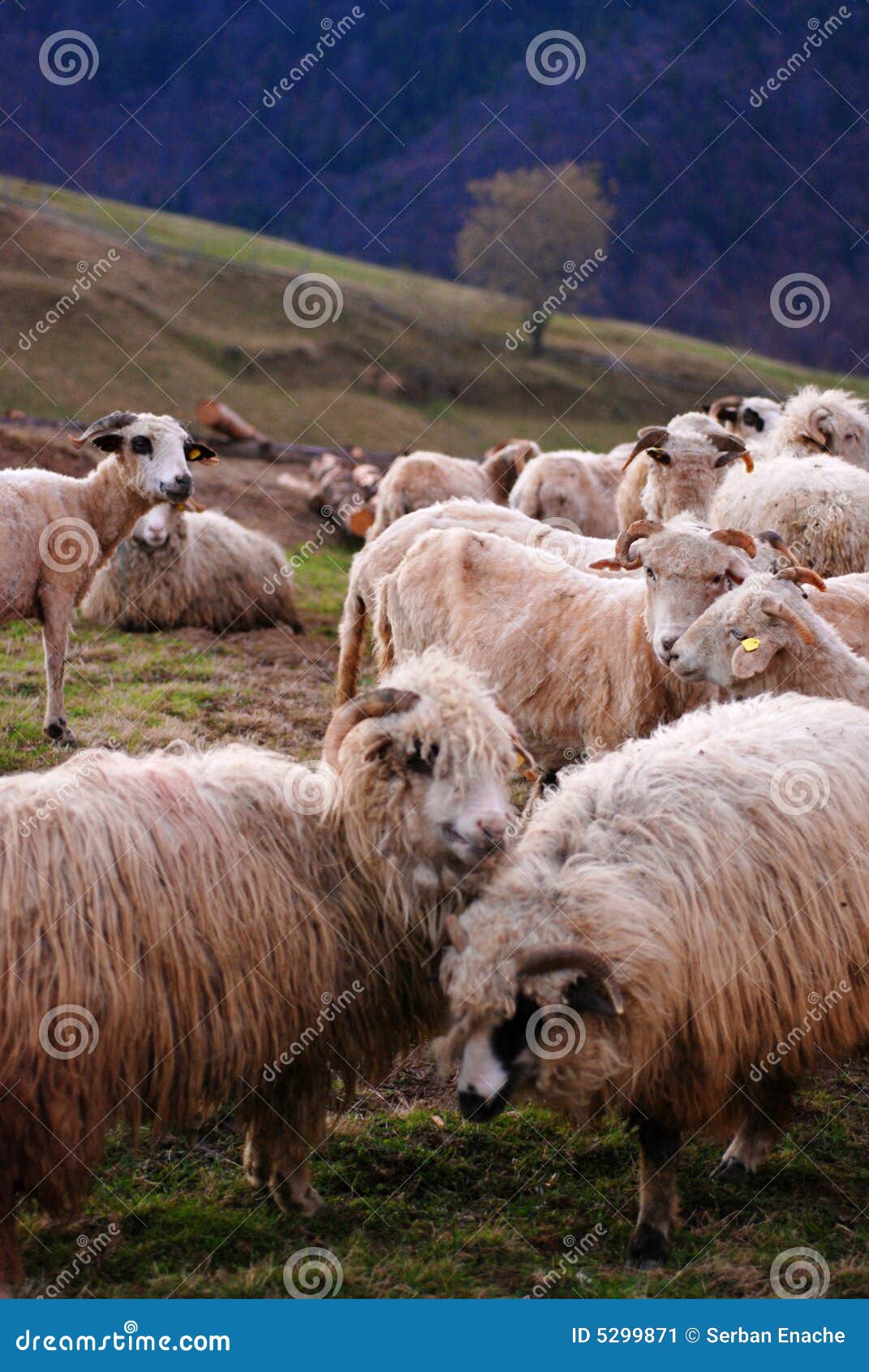 Flock of Sheep stock image. Image of sheep, farm, highlands - 5299871