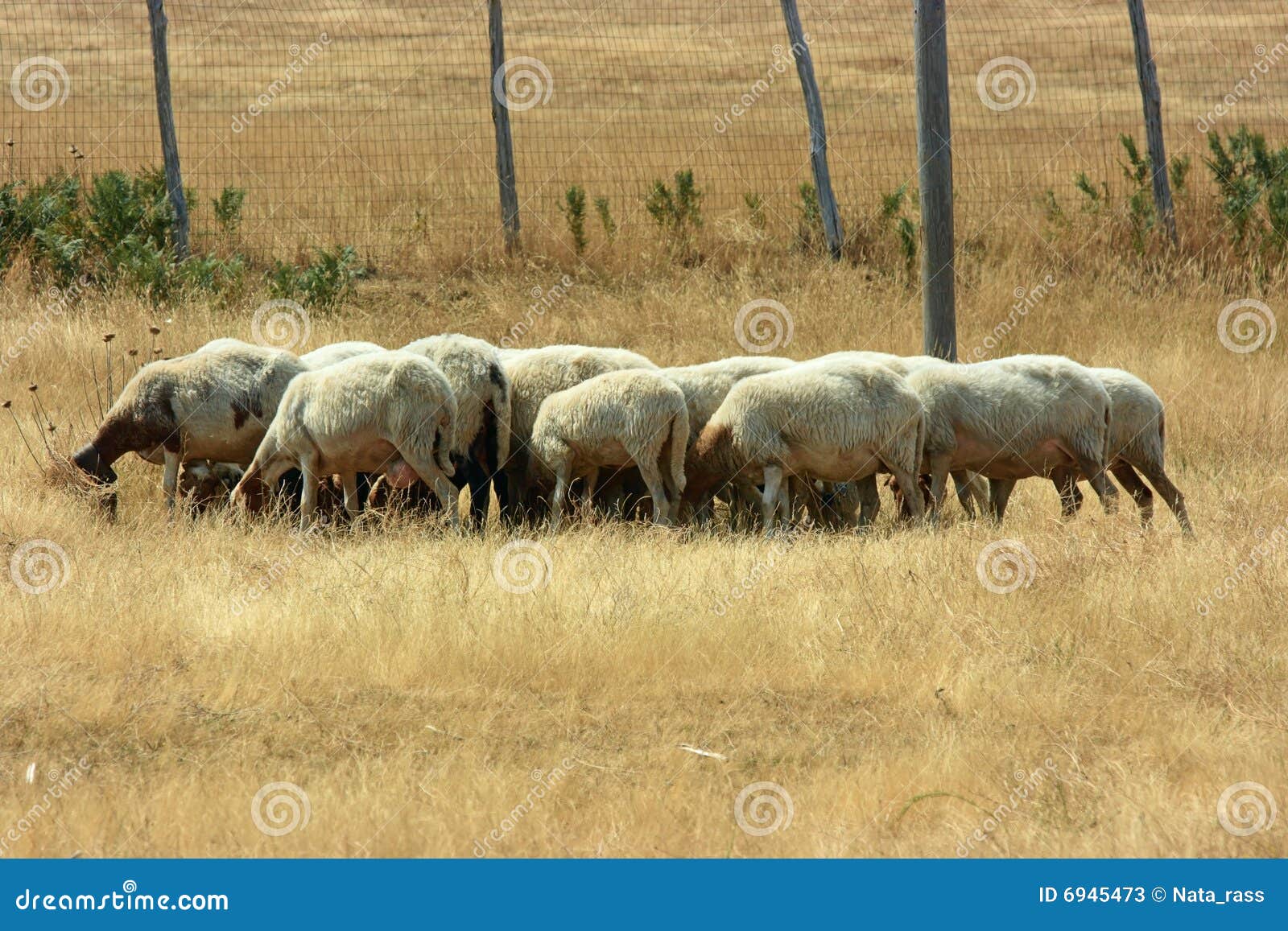 Flock of sheep stock image. Image of countryside, animal - 6945473