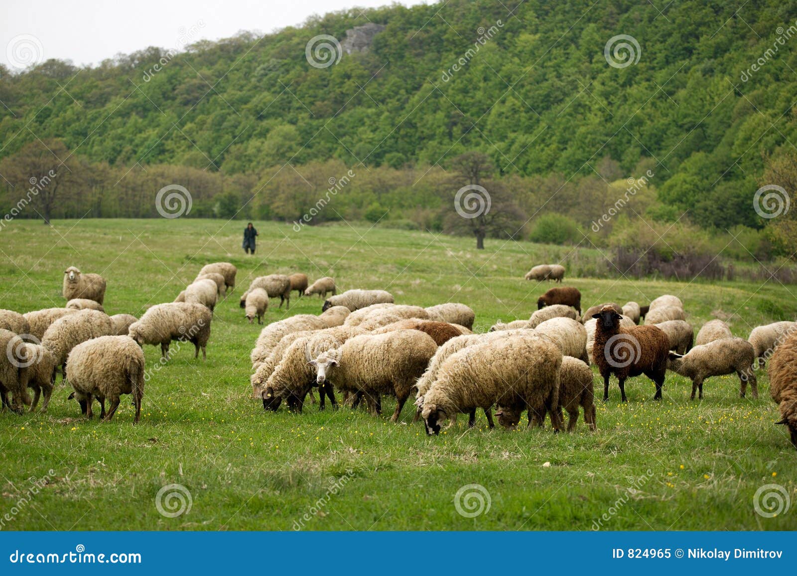 Flock of sheep stock image. Image of farm, mammals, animals - 824965
