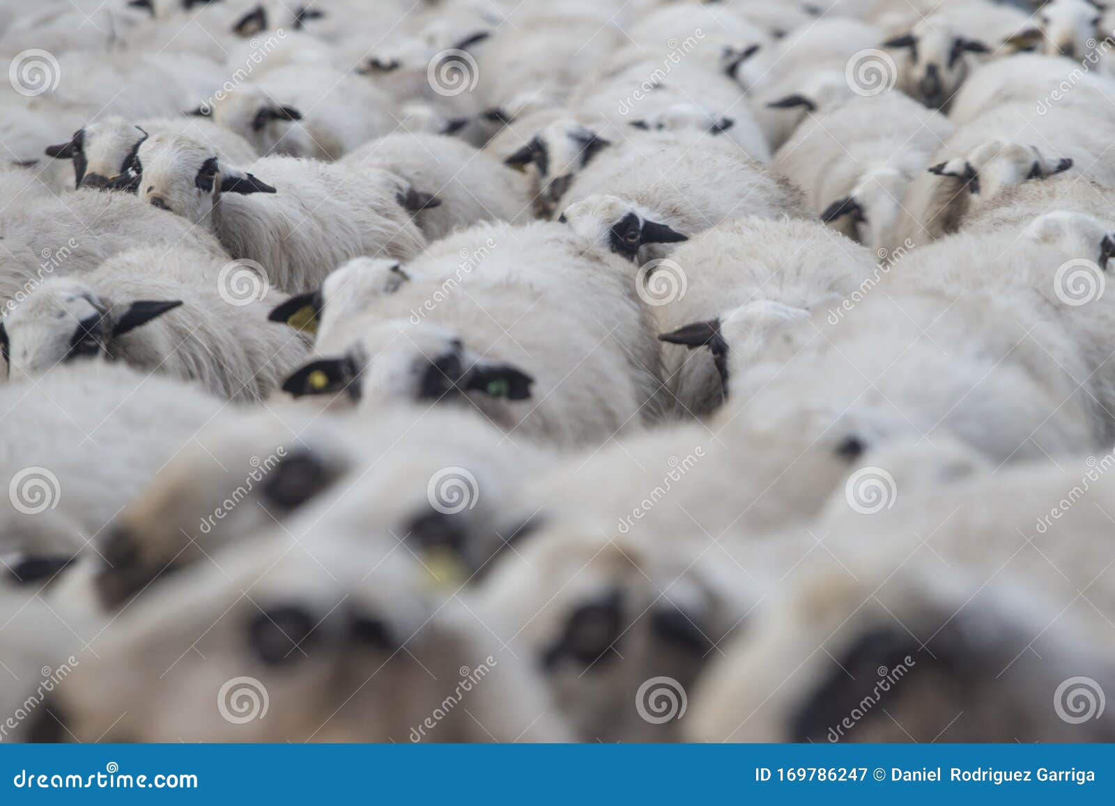 Flock of sheep stock image. Image of leaning, group - 169786247