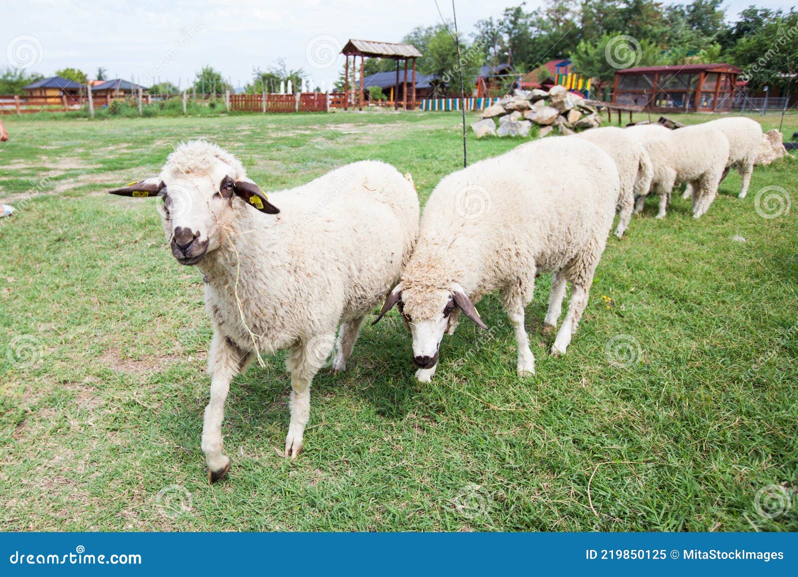 Flock of sheep stock image. Image of countryside, farmer - 219850125