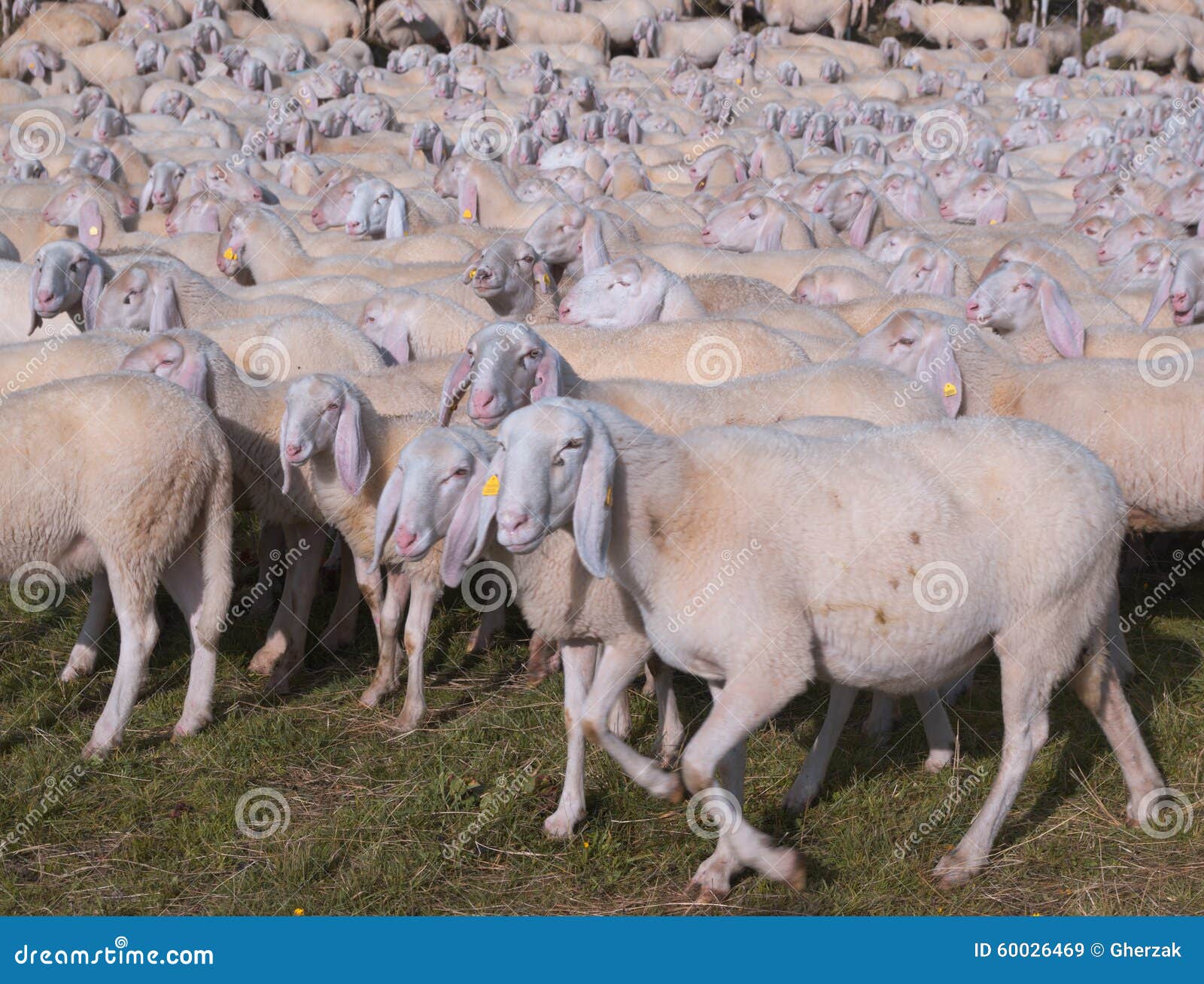 Flock of Sheep - Animals and Abstract Concept Stock Image - Image of ...