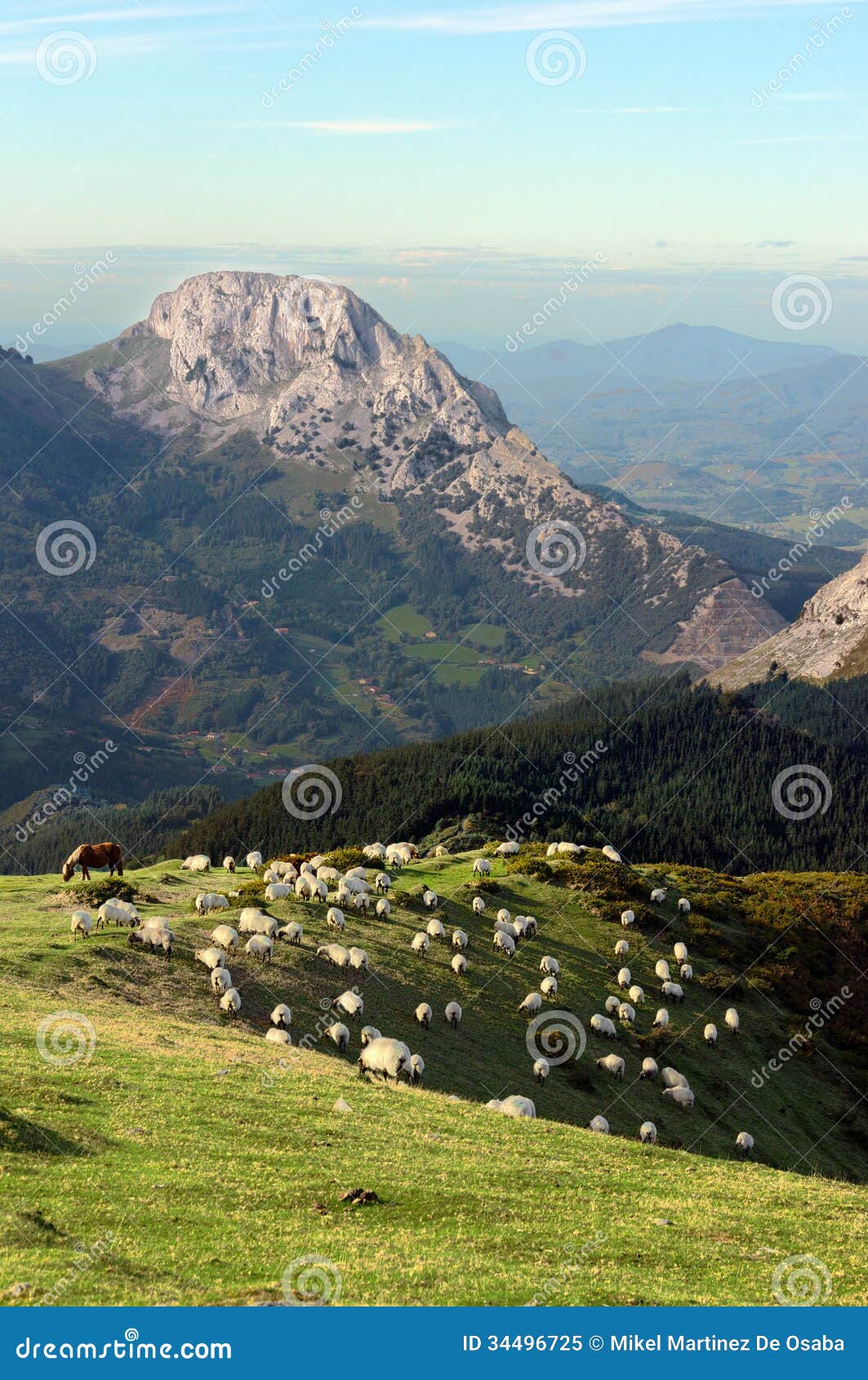 Flock of Sheep on Basque Country Mountain Stock Image - Image of ...