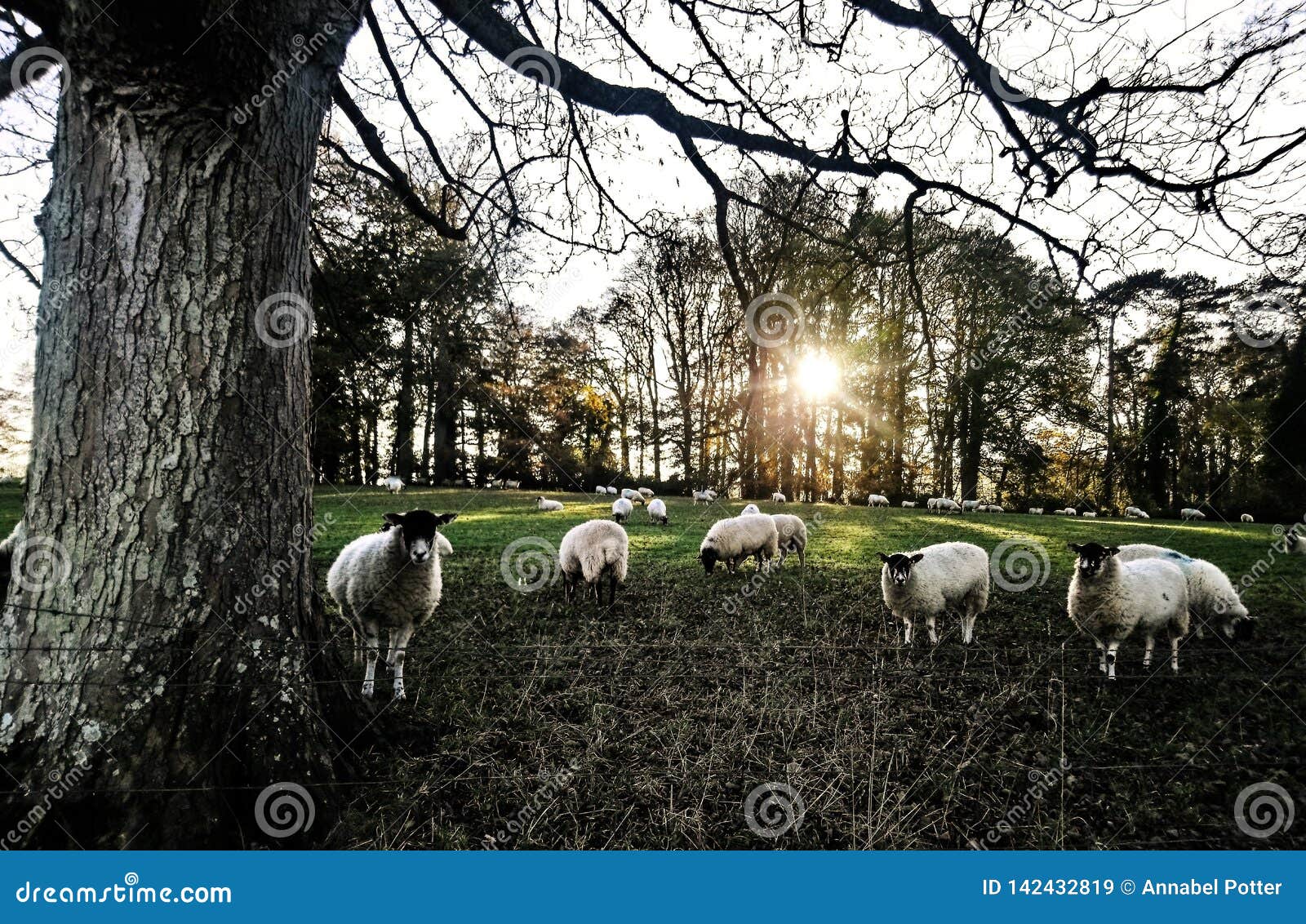 Sheep in a Field of Trees at Sunset, UK Stock Image - Image of farm ...