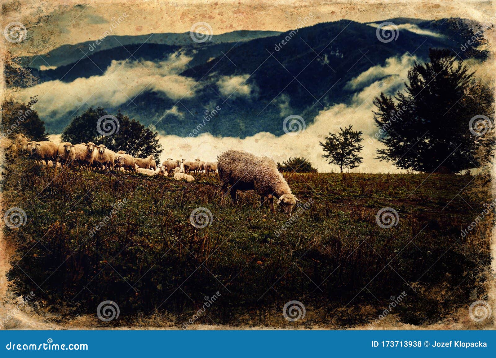 Flock of Sheep on Beautiful Mountain Meadow, Old Photo Effect. Stock ...