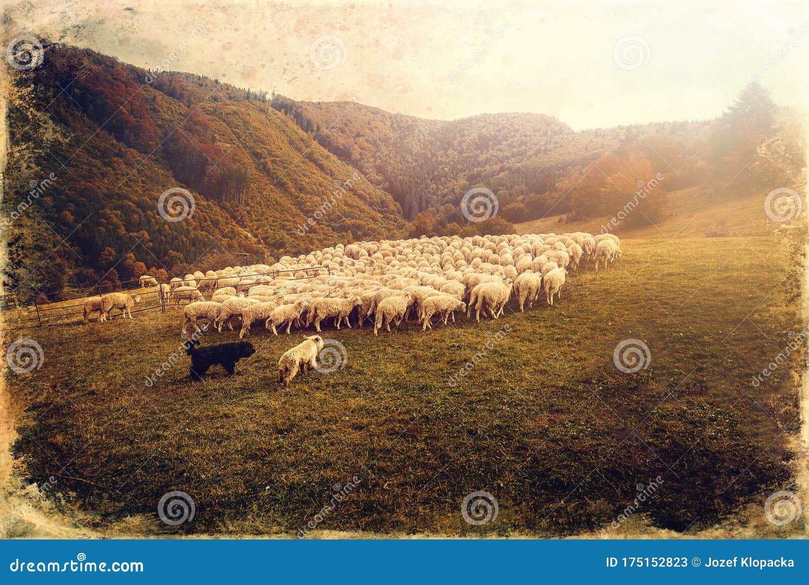 Flock of Sheep on Beautiful Mountain Meadow, Old Photo Effect. Stock ...