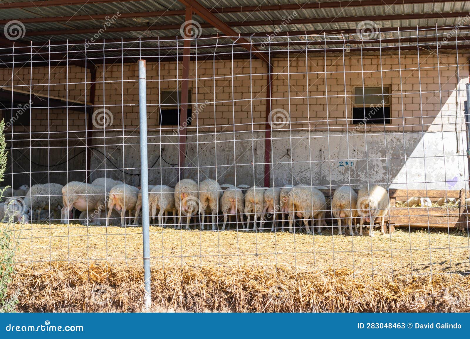 Flock of Sheep Behind the Fence Inside the Barn Stock Image - Image of ...