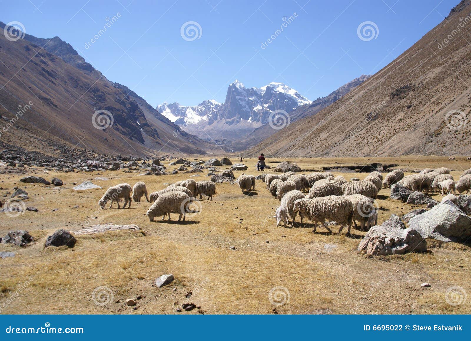 Flock of Sheep in Broad Valley Stock Photo - Image of group, peru: 6695022