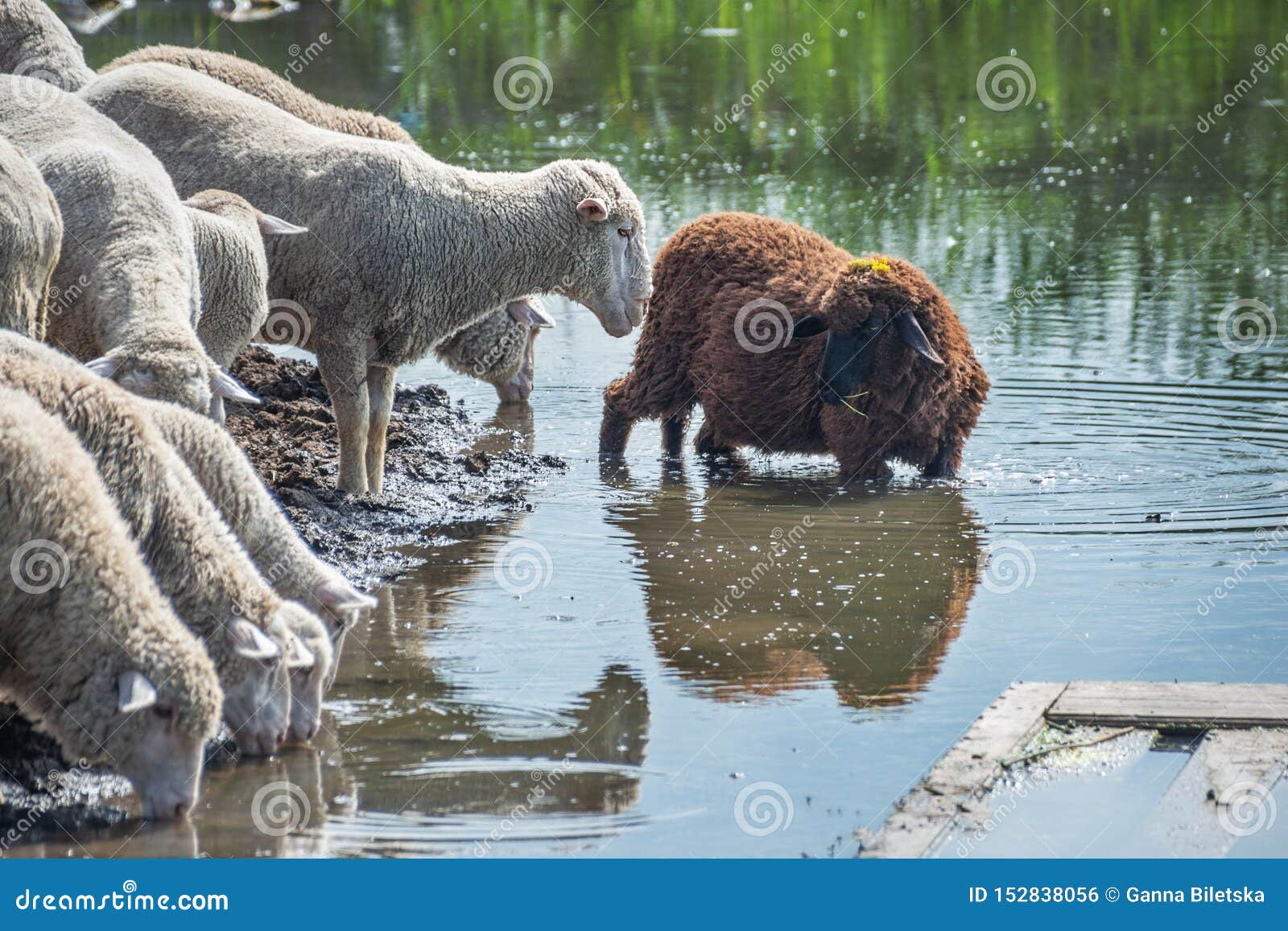 A Flock of Sheep with a Brown Sheep Drink Water Reflected Stock Photo ...