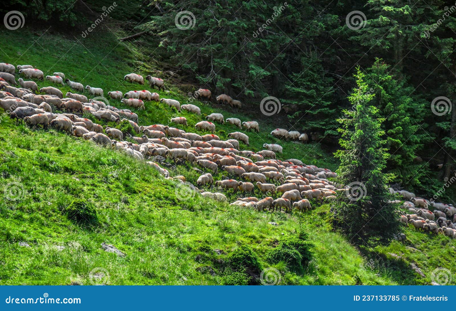 A Flock of Sheep Climb on the Mountain - Pine Forest Stock Image ...