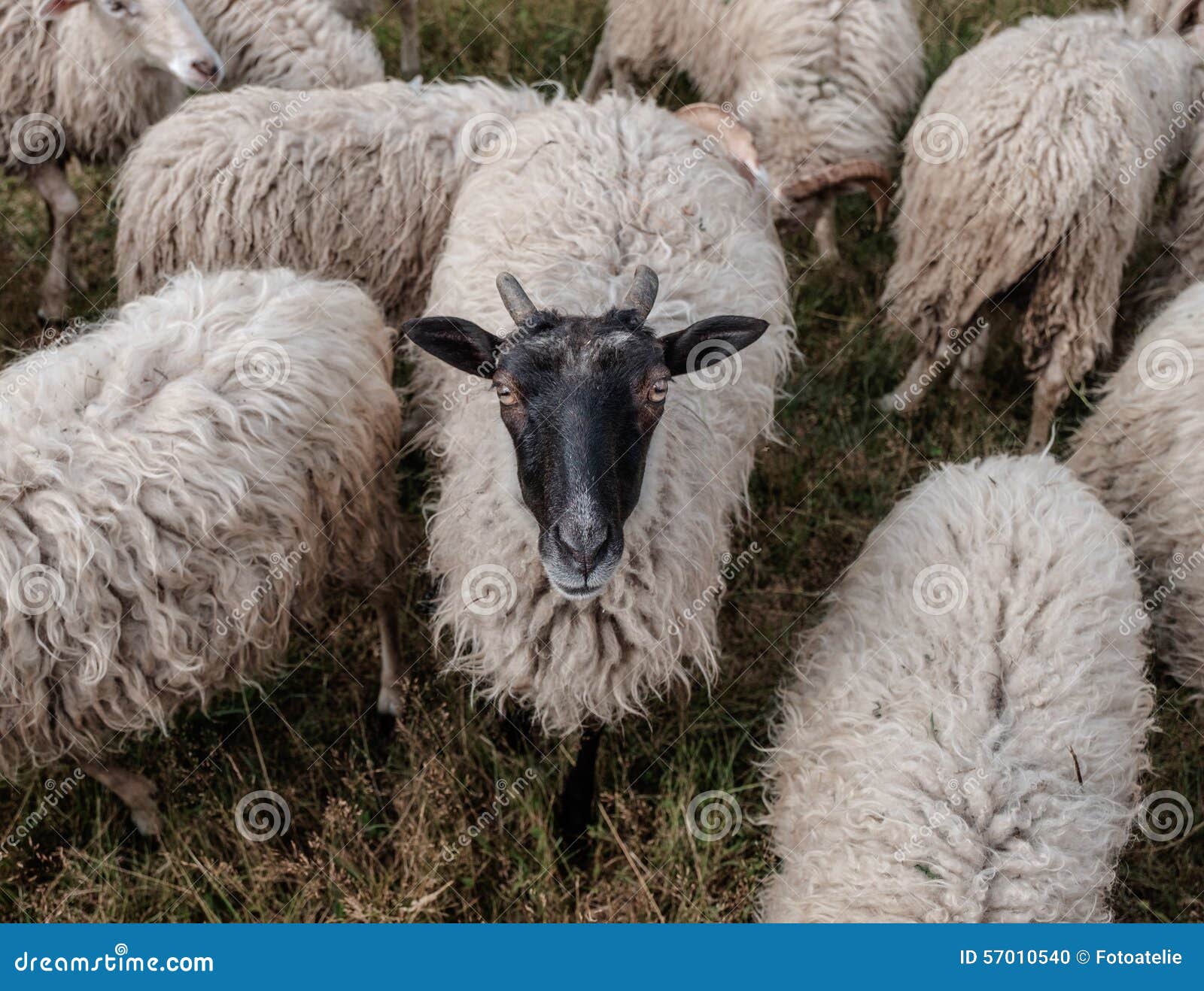 Flock of Sheep. Concept - Farm and Animals Stock Photo - Image of ...
