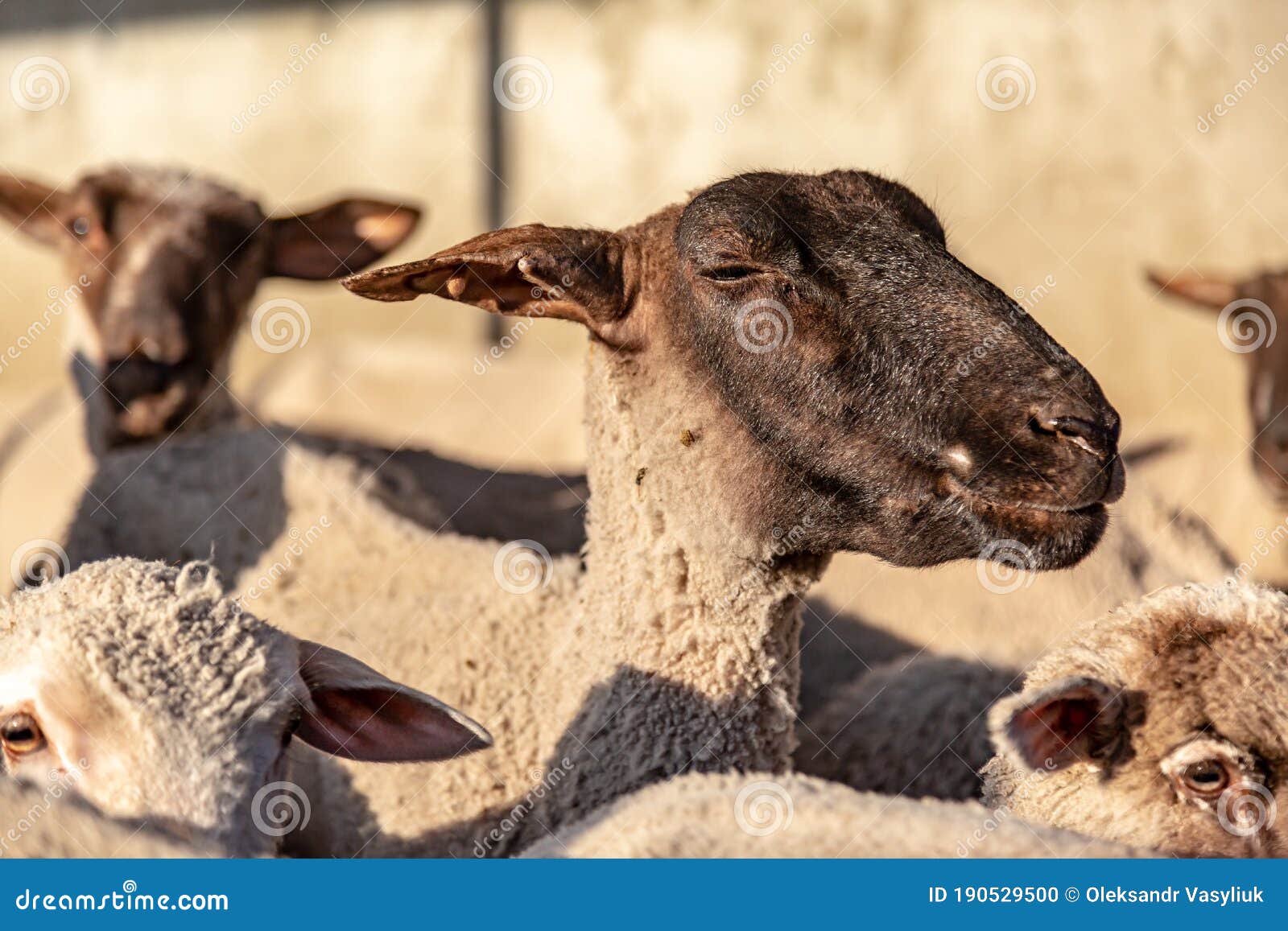 A Flock of Sheep in a Corral in the Rays of the Evening Sun. Muzzle ...