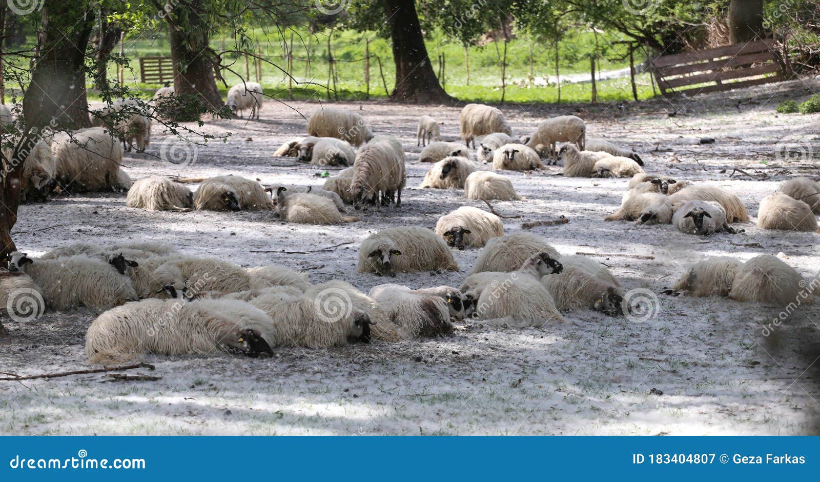 Flock of sheep in a corral stock image. Image of face - 183404807