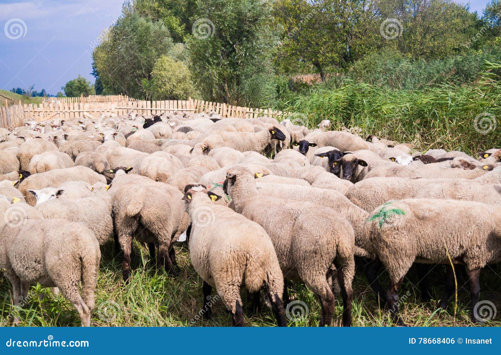 Flock of sheep stock photo. Image of grazing, field, animals - 78668406