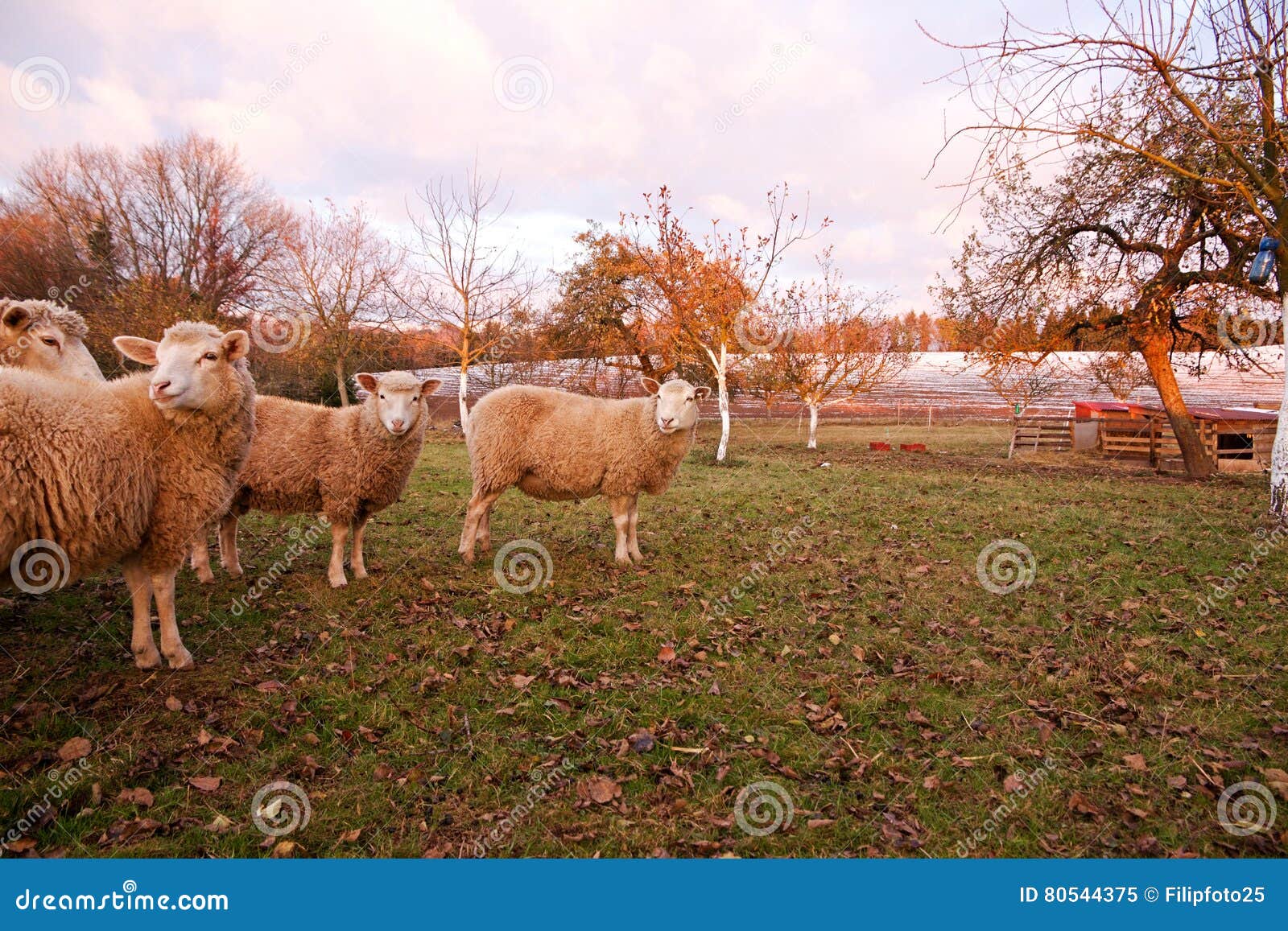 Flock of sheep stock image. Image of countryside, animal - 80544375