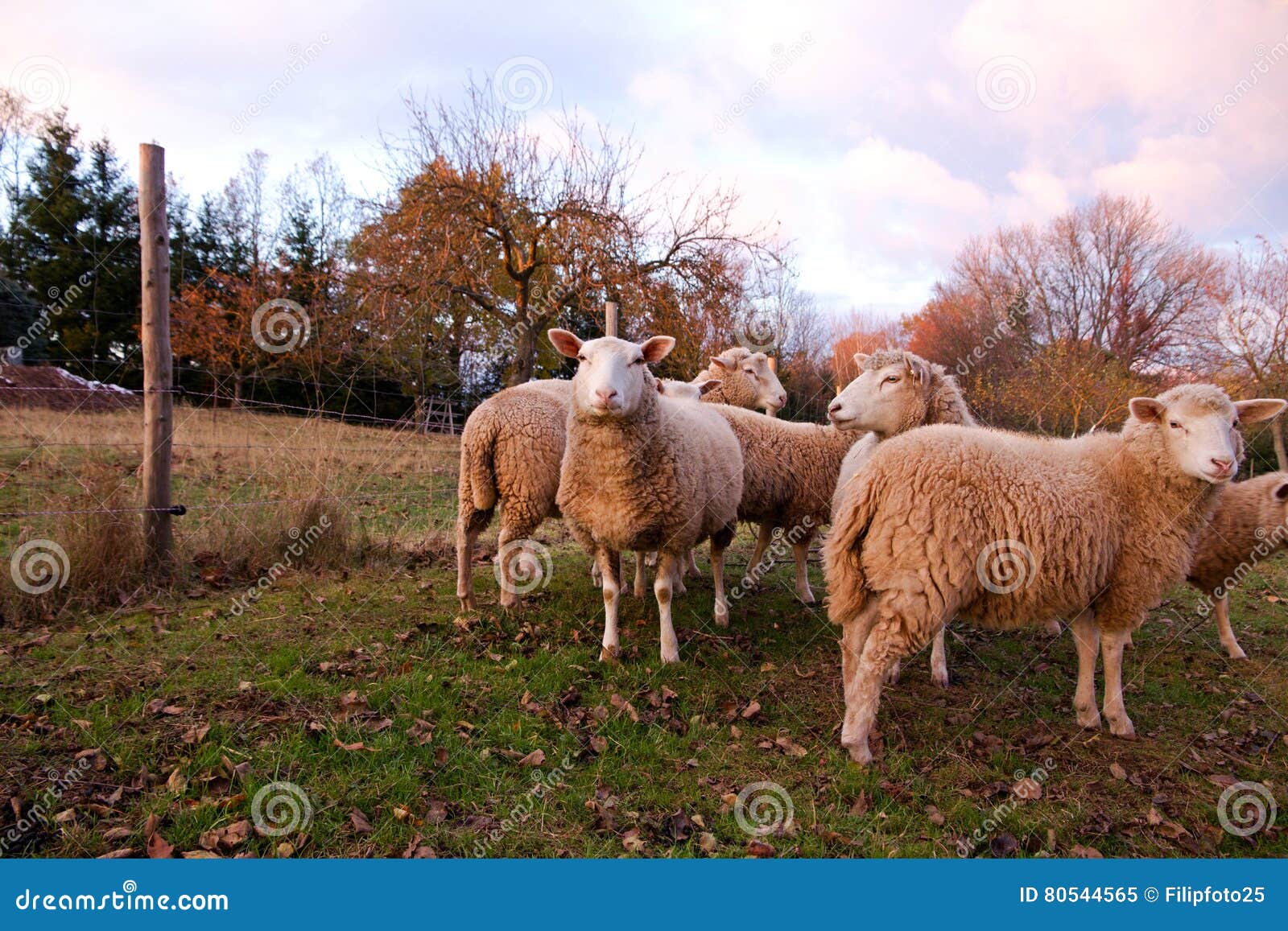 Flock of sheep stock image. Image of face, herd, farmer - 80544565