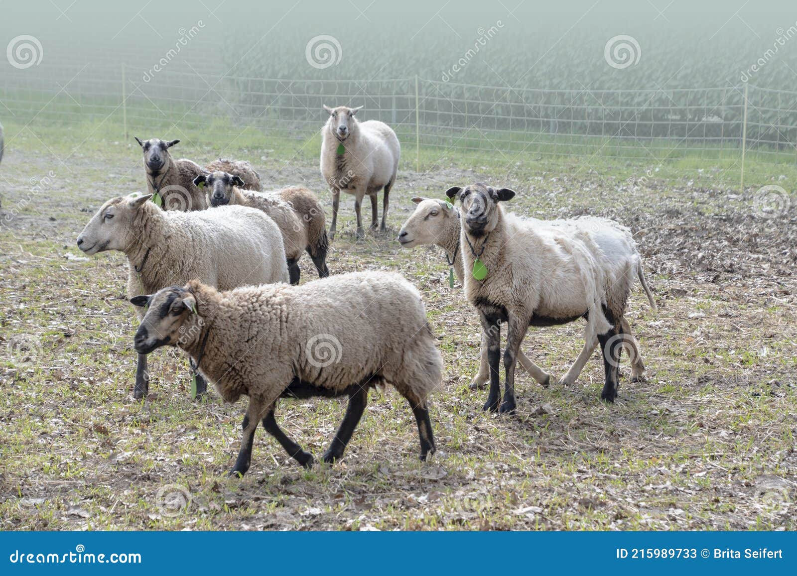 Flock of Sheep, Sheep Farm Sheep Flock Stock Image - Image of livestock ...