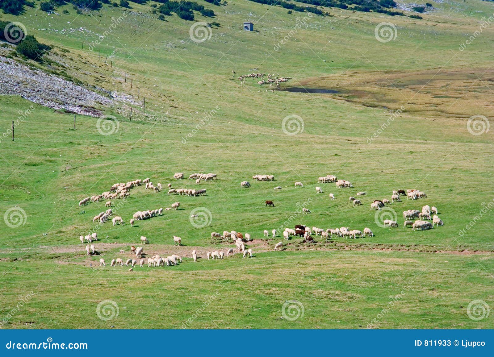 Flock of sheep on a farm stock image. Image of field, graze - 811933