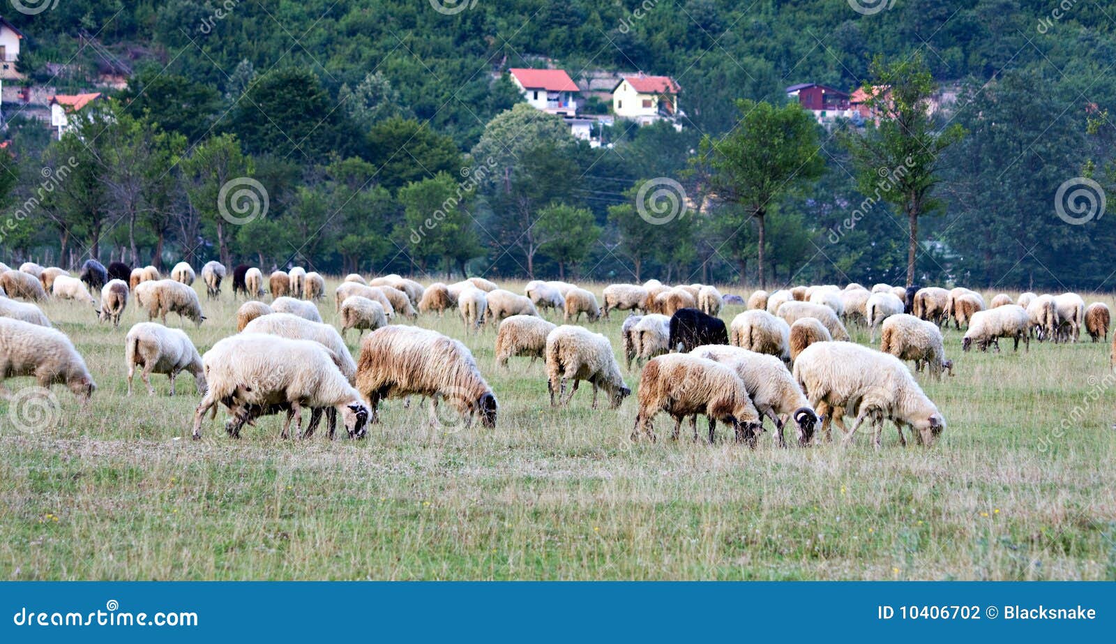 Flock of sheep farm animal stock photo. Image of sheep - 10406702