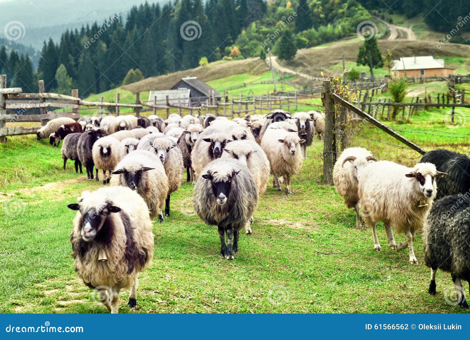 Flock of sheep on farm stock photo. Image of group, nature - 61566562