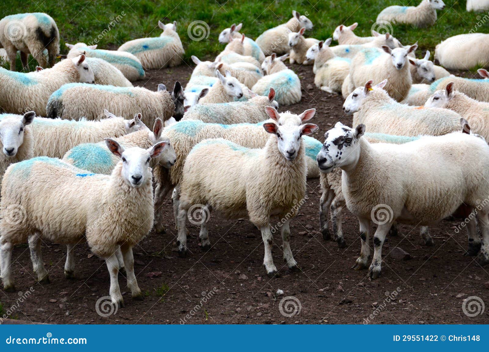 Flock of Sheep at a Farmyard Stock Photo - Image of field, farm: 29551422