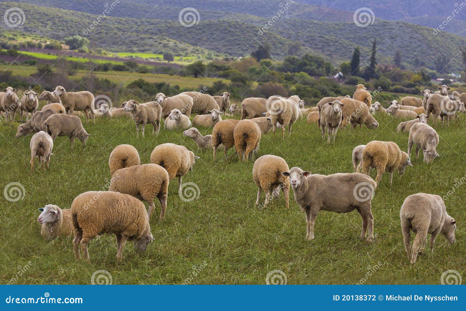 Flock Of Sheep In A Field Stock Photography - Image: 20138372