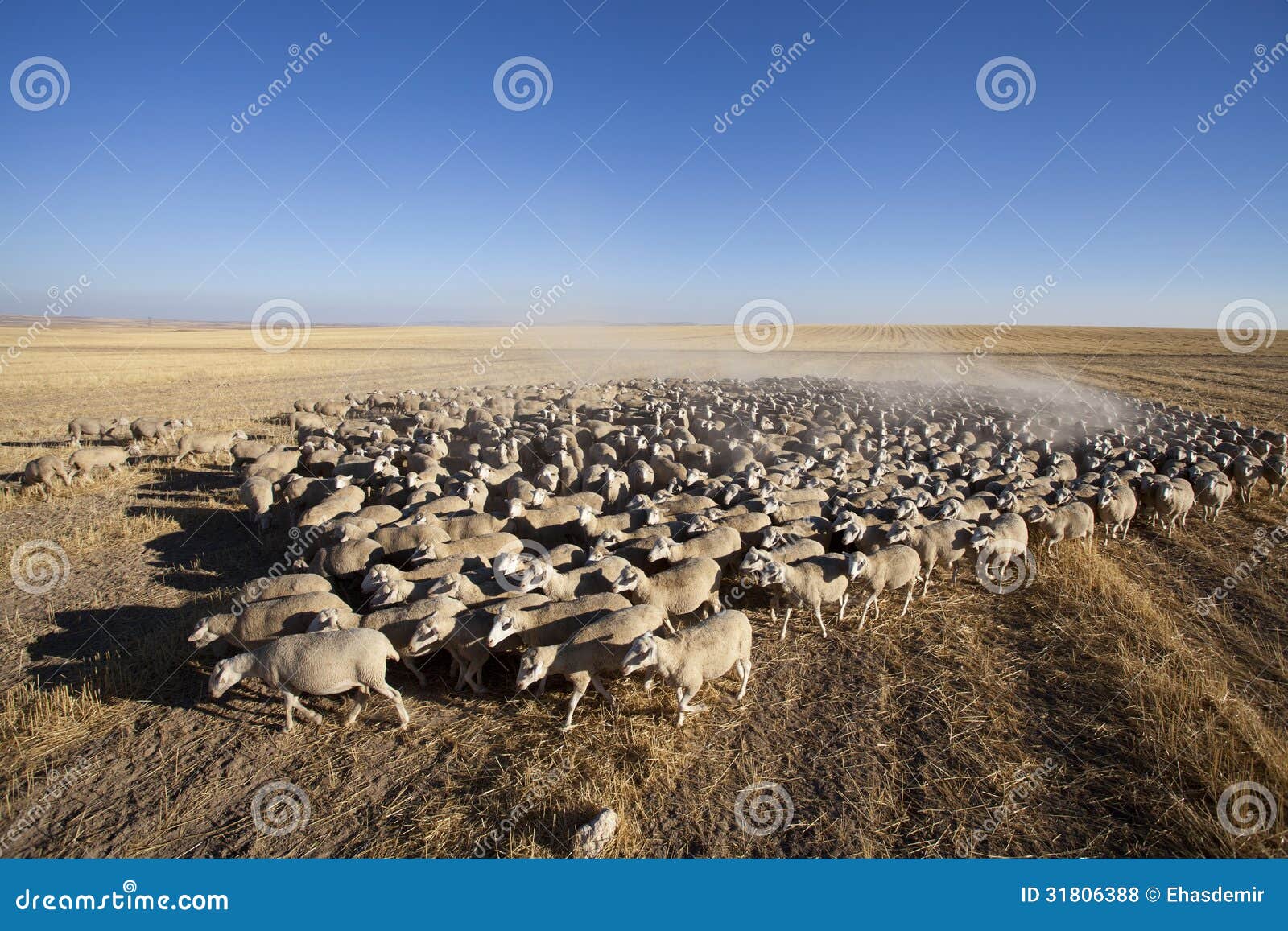 Flock of sheep stock photo. Image of field, scene, overcast - 31806388