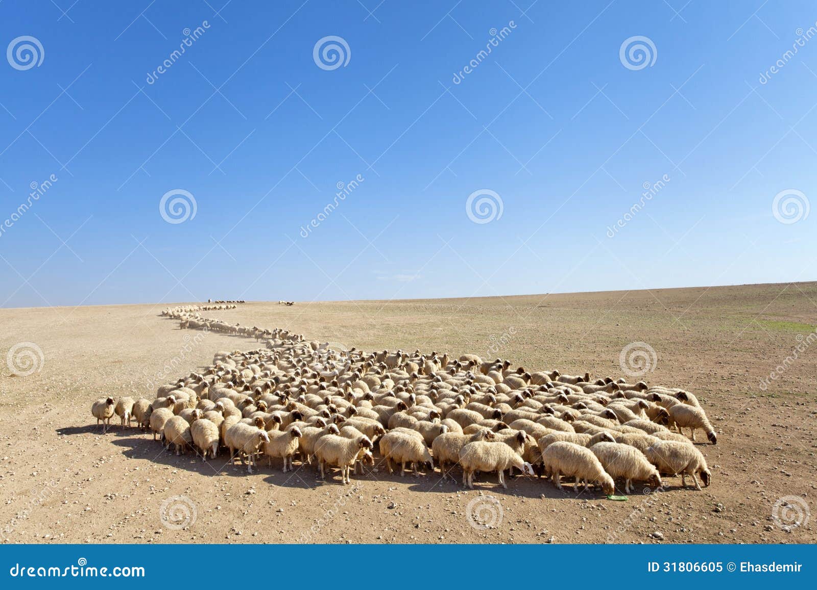 Flock of sheep stock image. Image of animals, sheep, flock - 31806605
