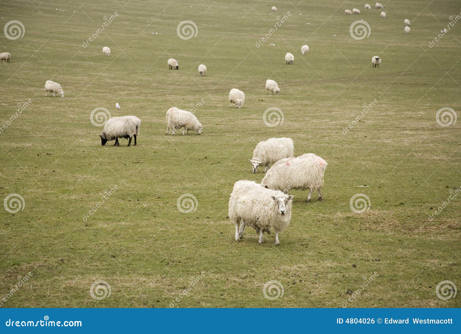 Flock of sheep on field stock photo. Image of greenery - 4804026