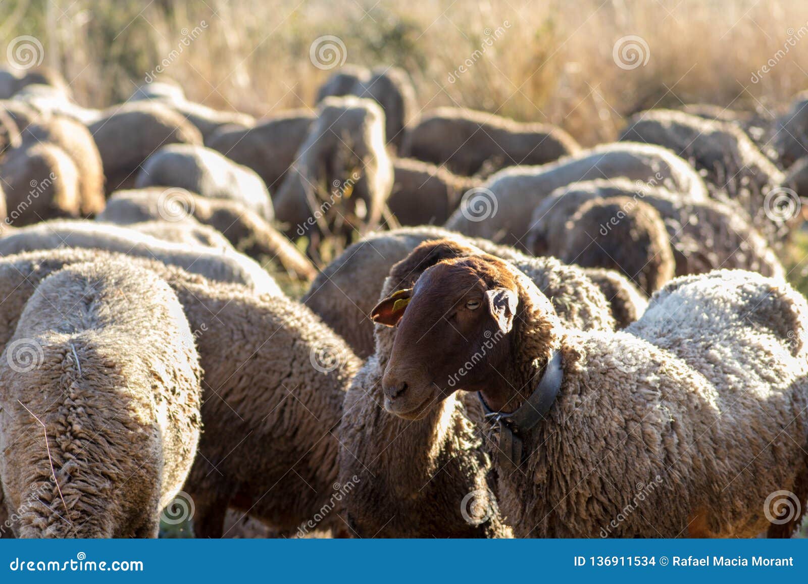 Flock of Sheep in the Field Eating Stock Photo - Image of grazing ...