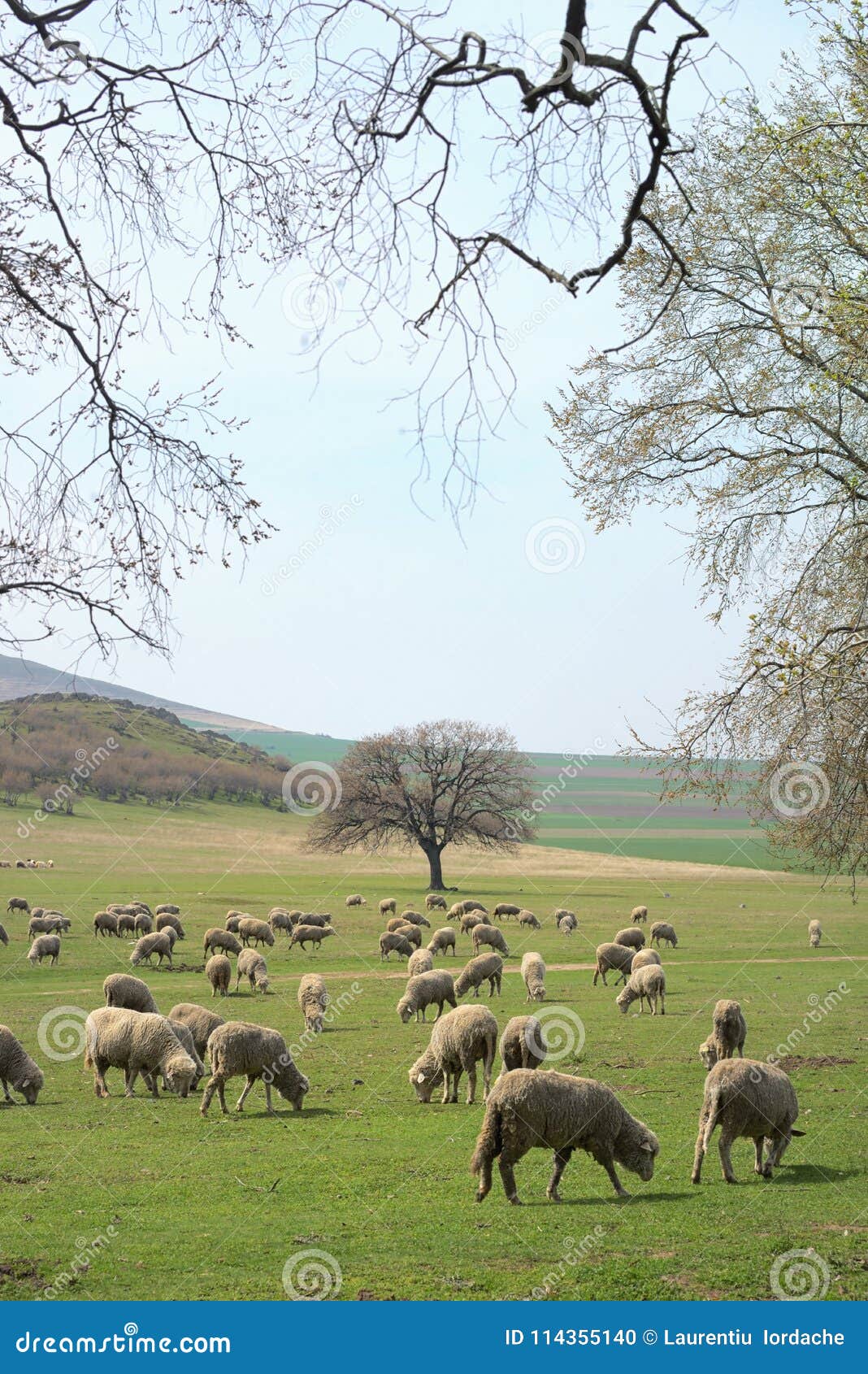 Flock of sheep on field stock photo. Image of outdoors - 114355140