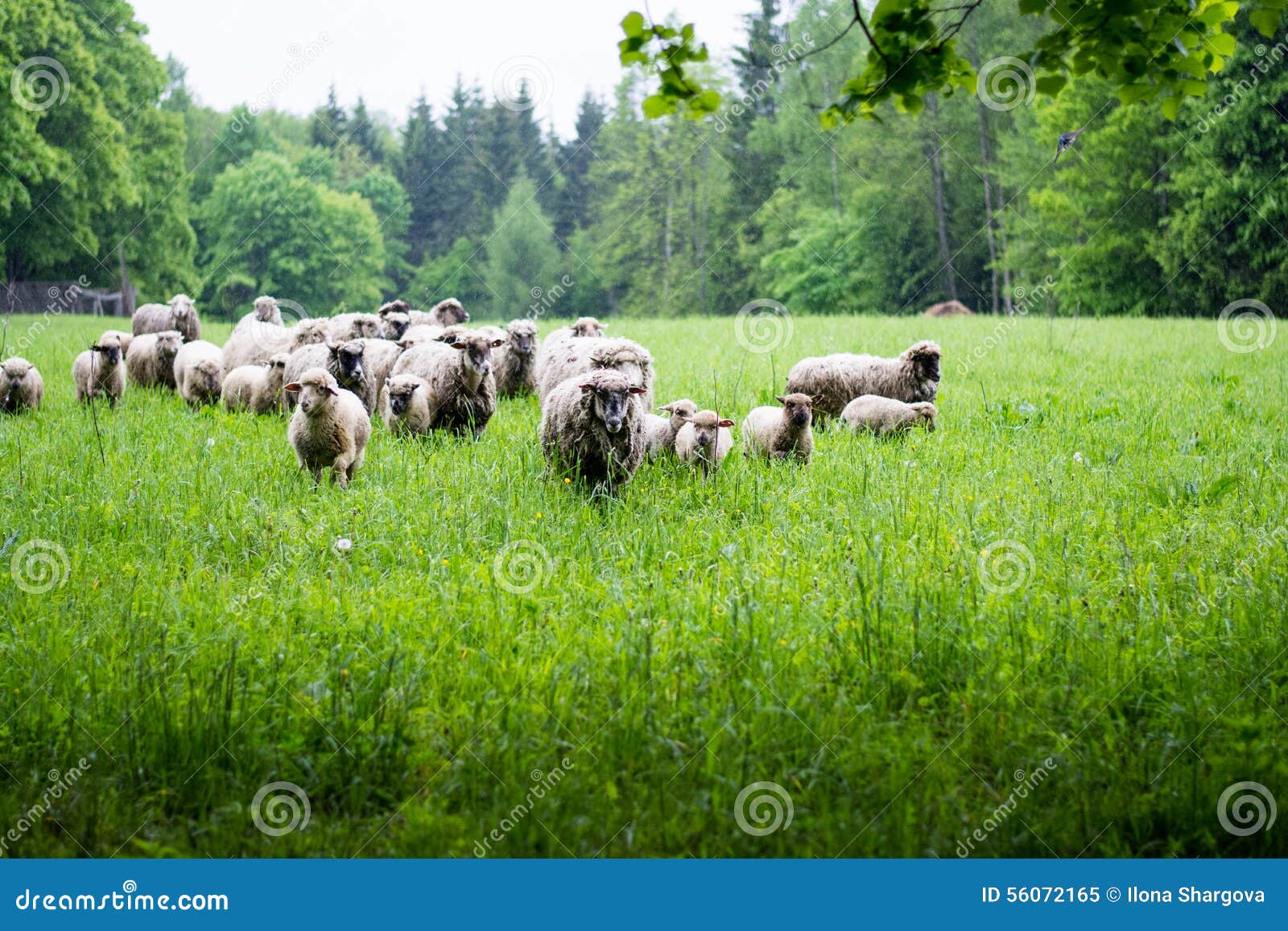 Flock of sheep in a field stock image. Image of flock - 56072165