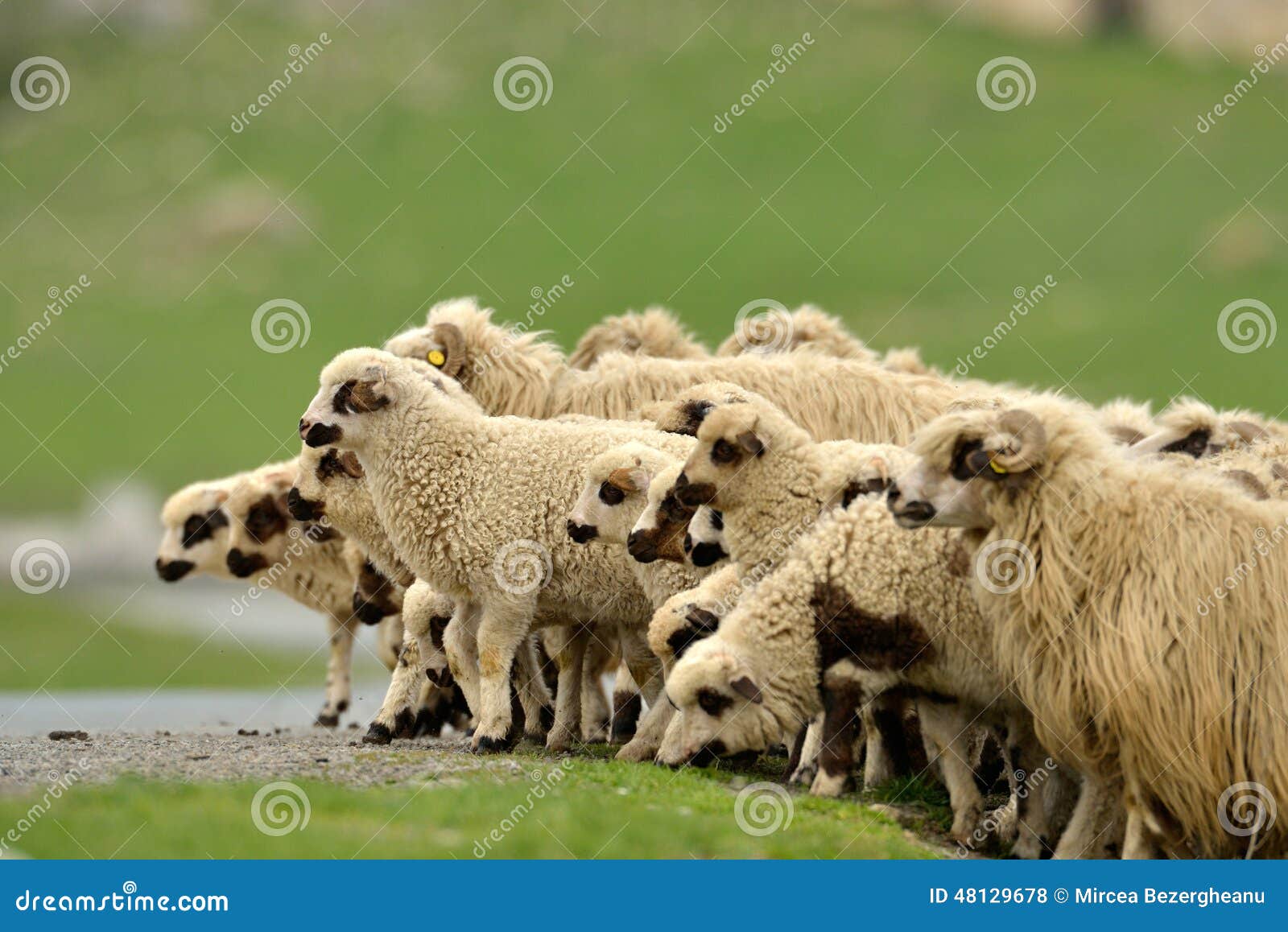 Flock of sheep on field stock photo. Image of season - 48129678