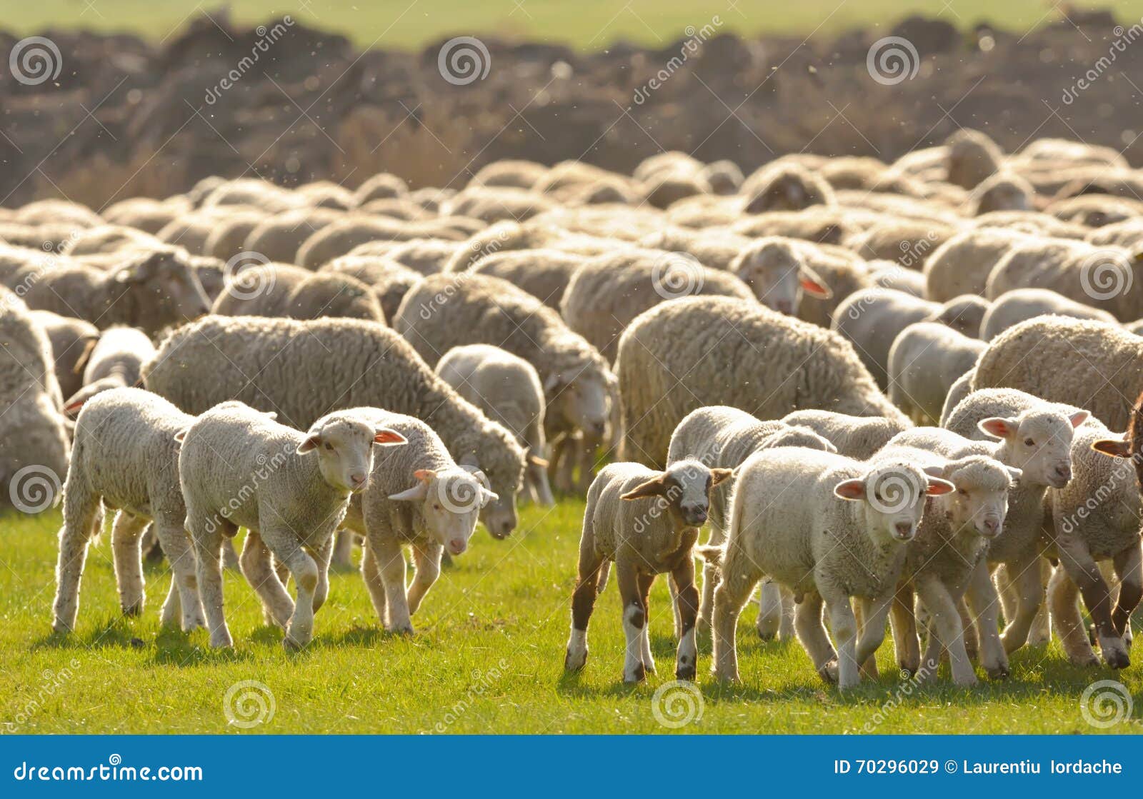Flock of sheep on field stock image. Image of pasture - 70296029