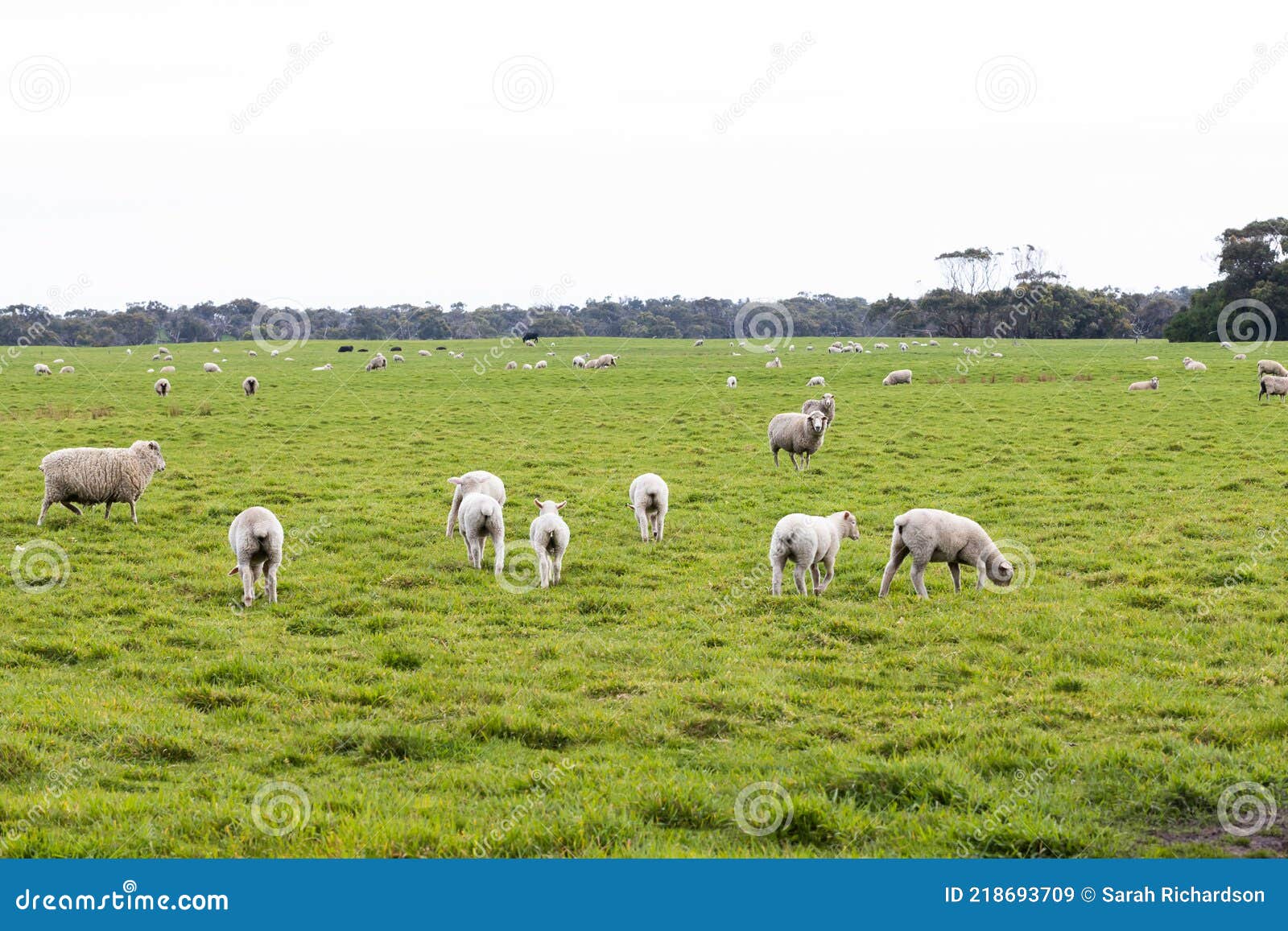 A flock of sheep stock image. Image of agriculture, landscape - 218693709