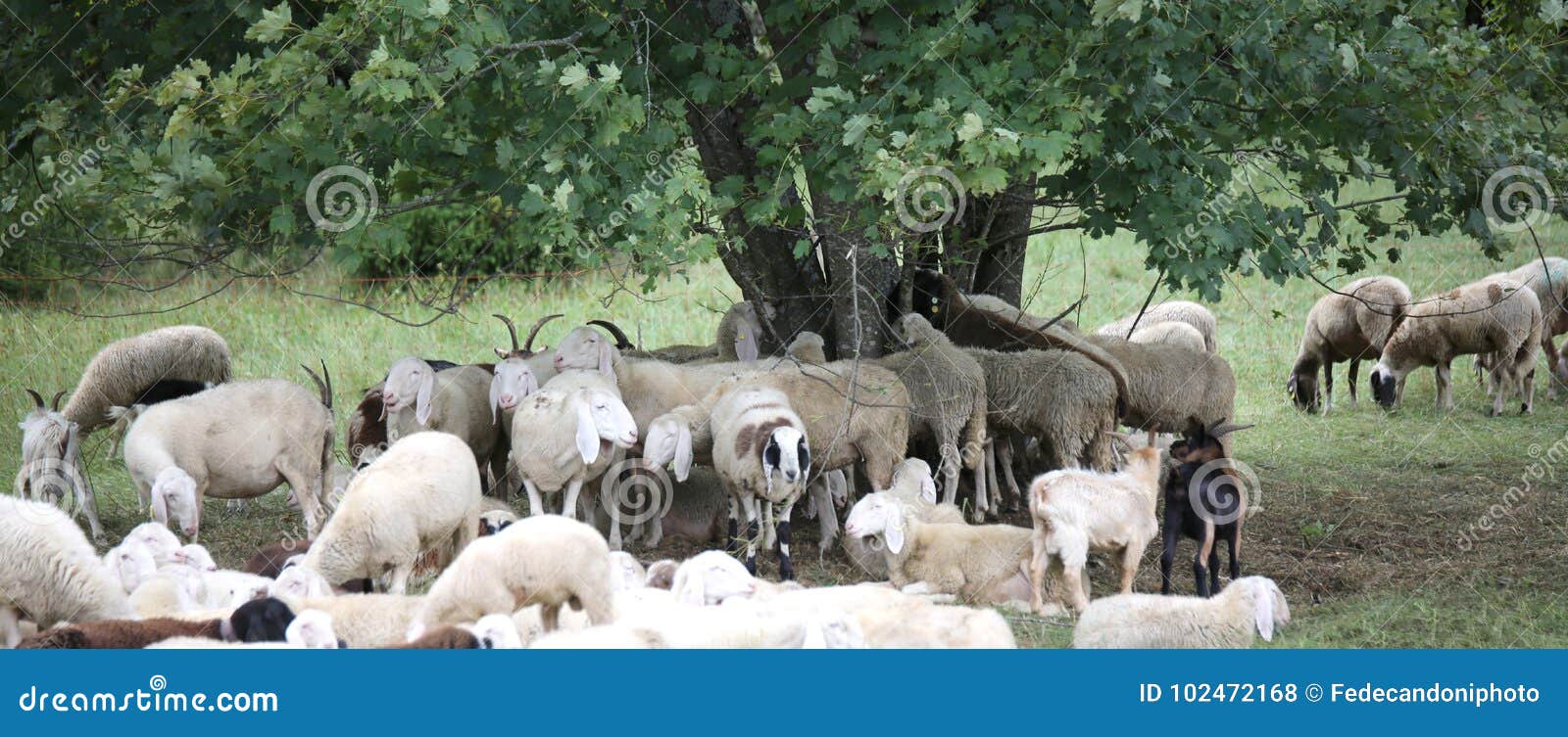 Flock with Sheep in the Forest Under the Big Tree Stock Photo - Image ...