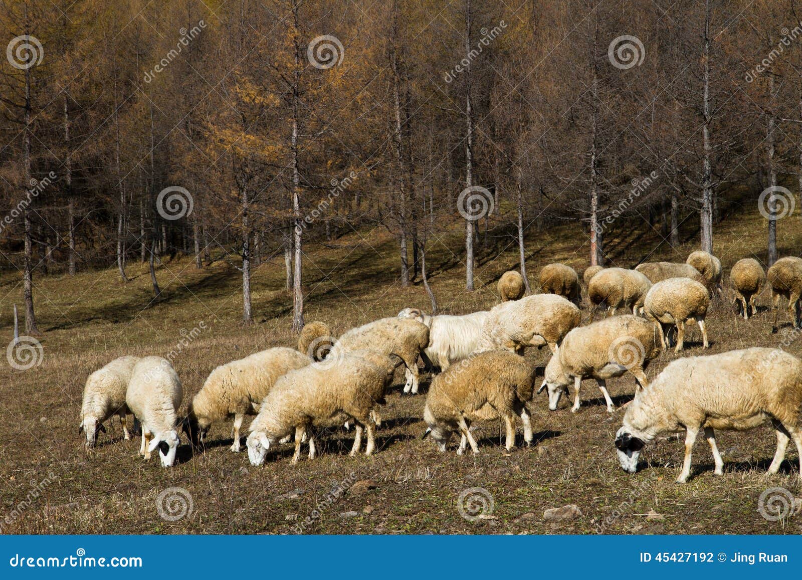 Flock of Sheep in the Forest Stock Photo - Image of forest, mongolia ...