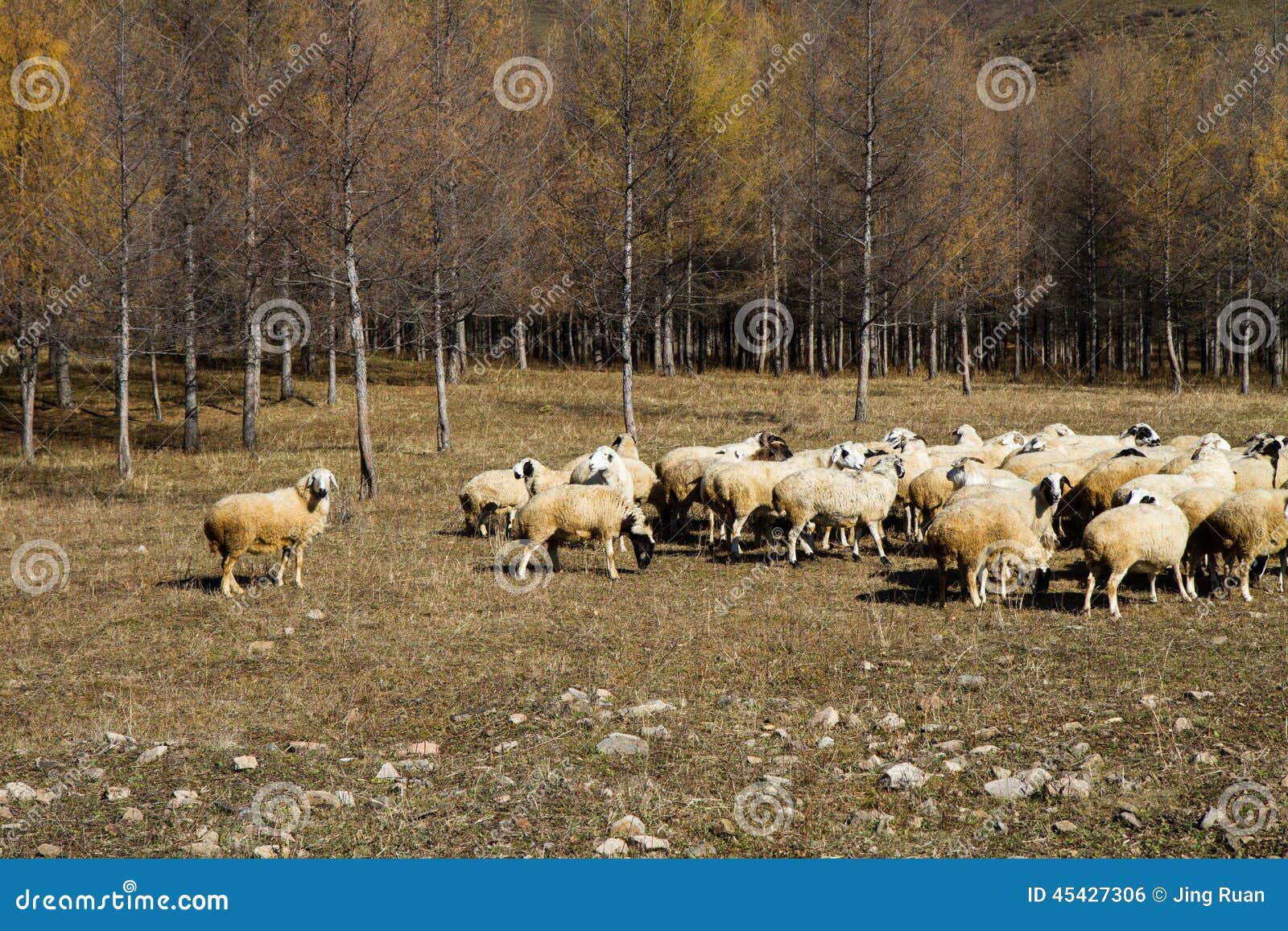 Flock of Sheep in the Forest Stock Photo - Image of mirror, prodigal ...