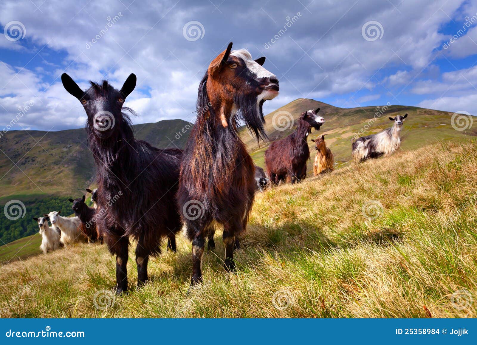 Flock of sheep and goat stock photo. Image of field, pasture - 25358984